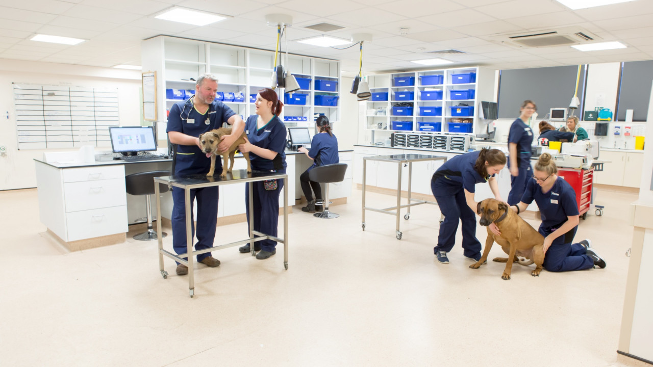Vets Now Glasgow | 24 Hr Pet Emergency Hospital, Scotland