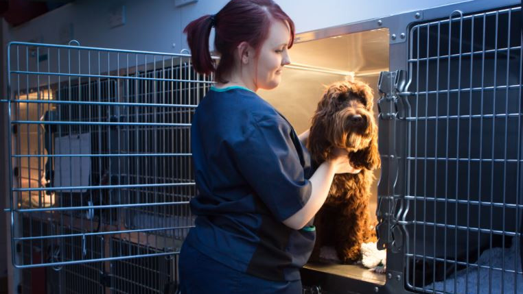 Emergency Vet Near Me In Belfast | Open Nights, Sat & 24hrs Sunday