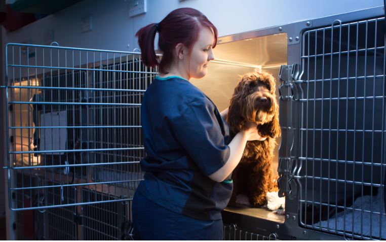 Emergency Vet Near Me In Telford | Open Nights & Weekends