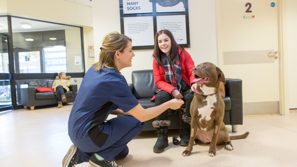 Emergency Vet Worcester | Out Of Hours Pet Care - Vets Now