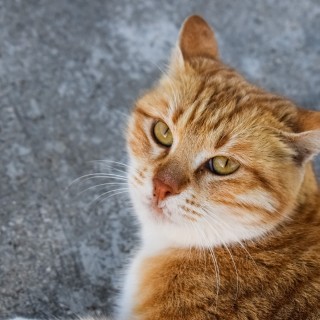 Emergency Vet Witham | Out Of Hours Pet Care - Vets Now