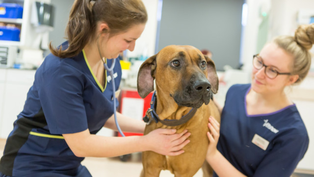 Emergency Vet Farnham | Pet Care At Night, Saturday & 24hrs Sunday