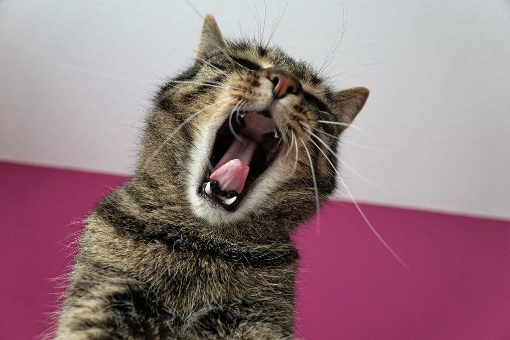 Cat In Pain? | How ToTell If Your Cat Is In Pain | Vets Now