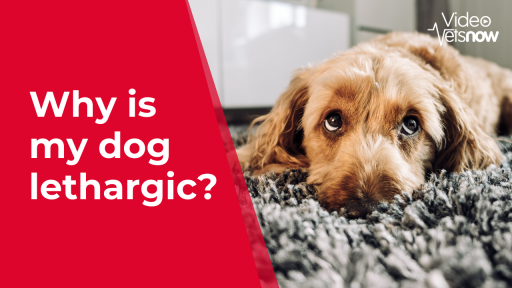 Why Is My Puppy Or Dog Lethargic, Listless or Tired?