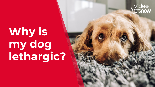 Why Is My Puppy Or Dog Lethargic, Listless or Tired?