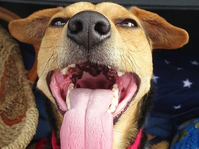 Dog Breathing Fast? | Laboured Breathing Problems In Dogs | Vets Now