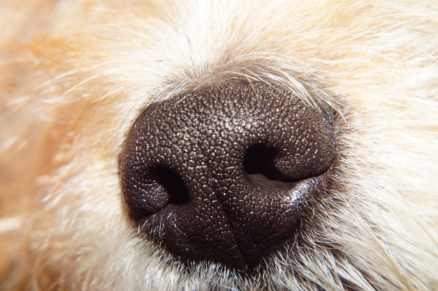 Dog Breathing Fast? | Laboured Breathing Problems In Dogs | Vets Now
