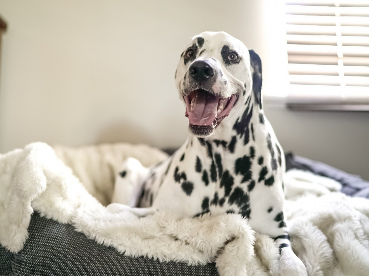 Dog Breathing Fast? | Laboured Breathing Problems In Dogs