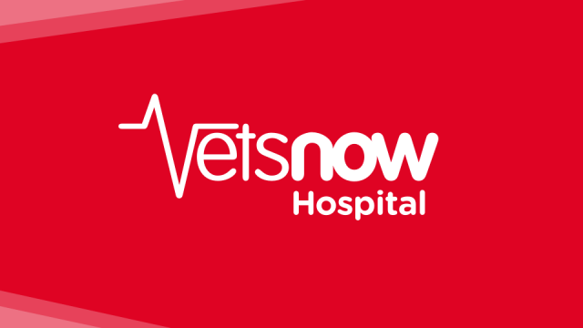 Emergency Vet Bradford | Out Of Hours Pet Care - Vets Now