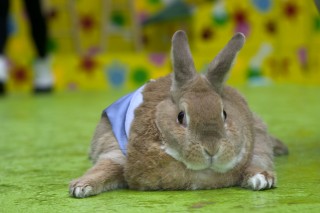 Flystrike In Rabbits | Causes, Symptoms & Treatment