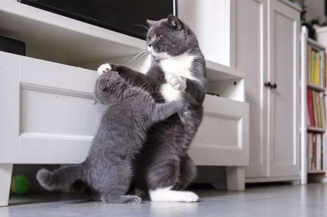 Cat Fight Injury Symptoms - How Do I Clean a Cat Wound