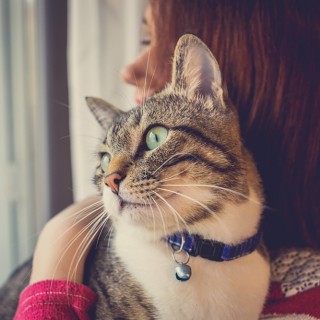 Emergency Vet Nottingham | Out Of Hours Pet Care - Vets Now