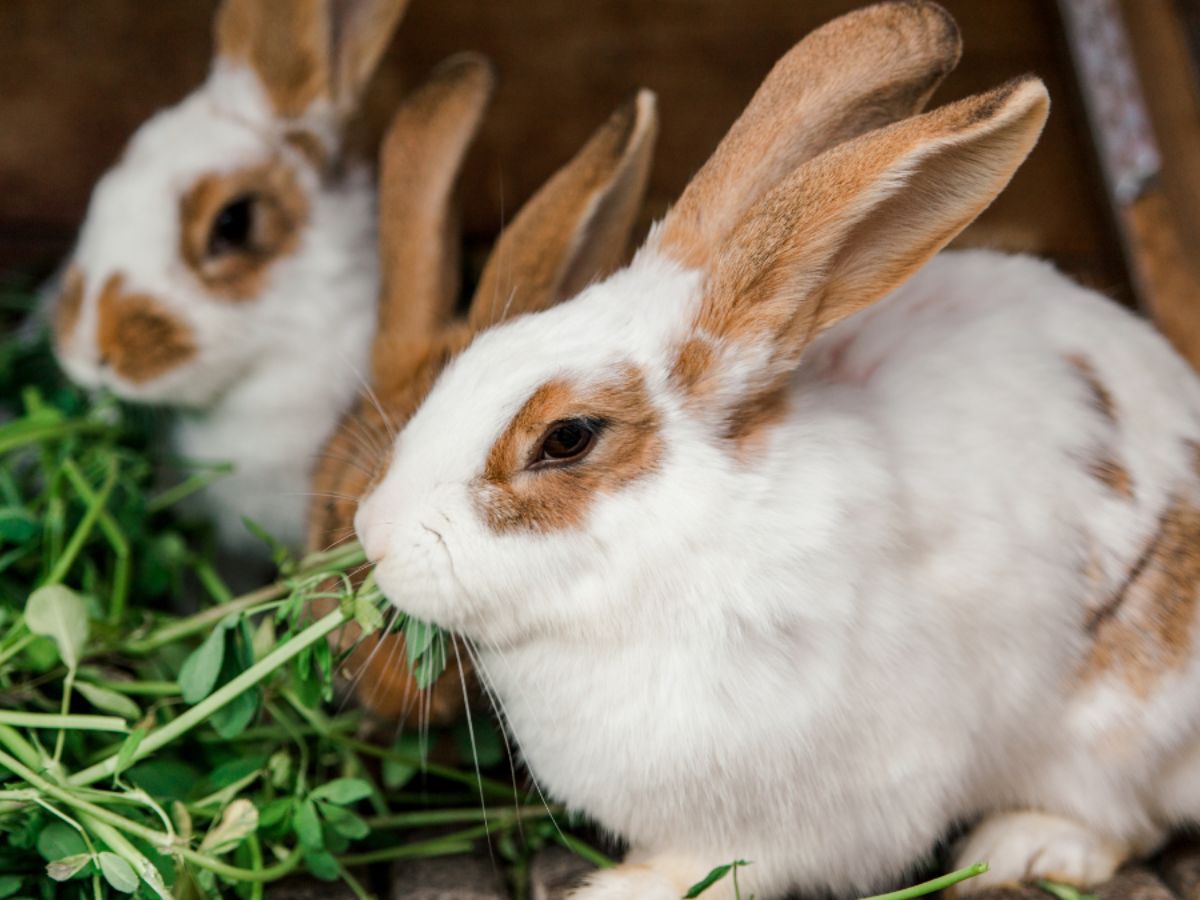Rabbit Enrichment: How to Keep Your Rabbit Happy & Healthy