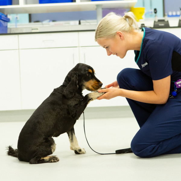 Vets Now | Trusted Out-Of-Hours Pet Emergency Care In The UK