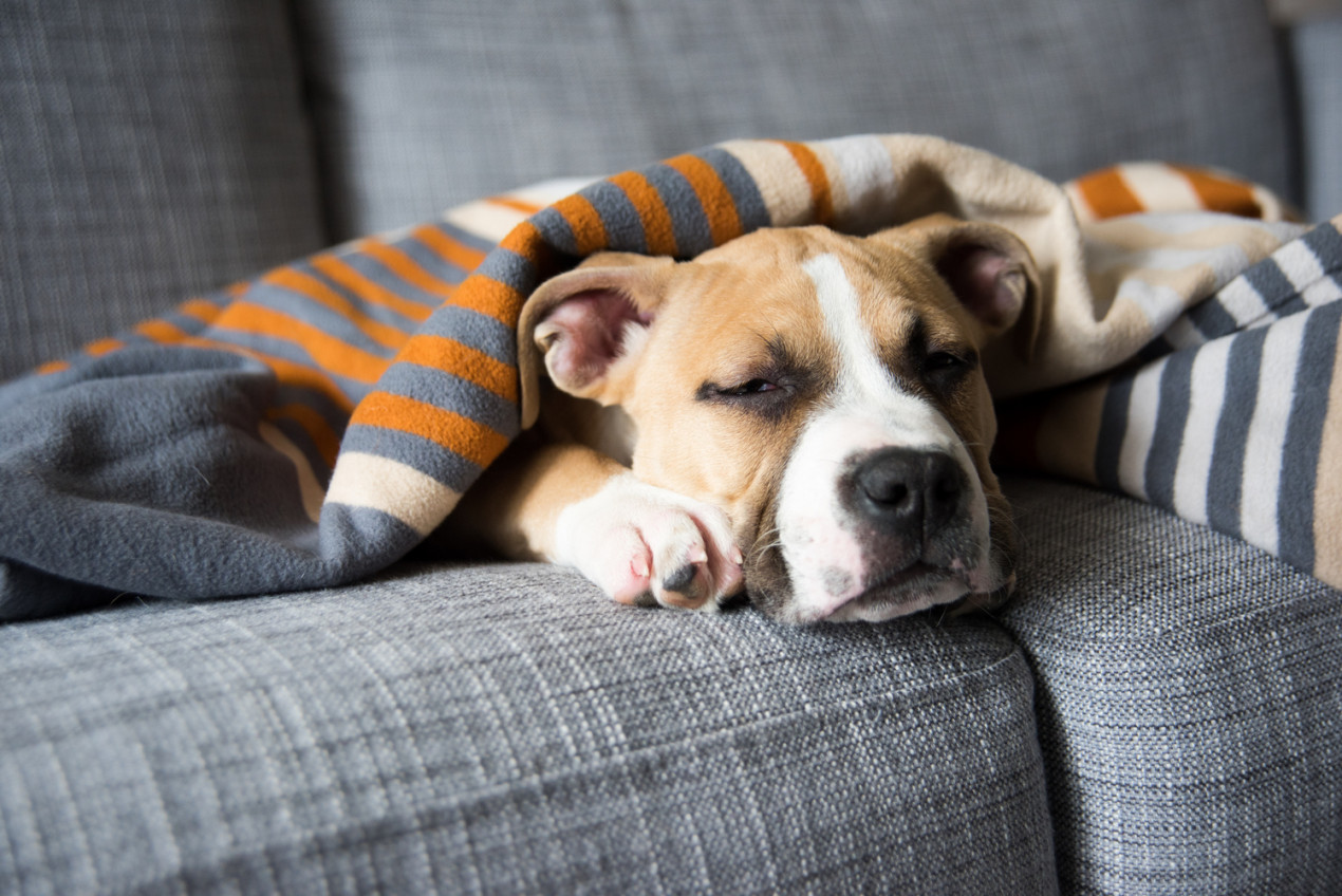 How To Give A Dog Insulin Injections Vets Now How To Give A Dog Insulin Injections Vets Now