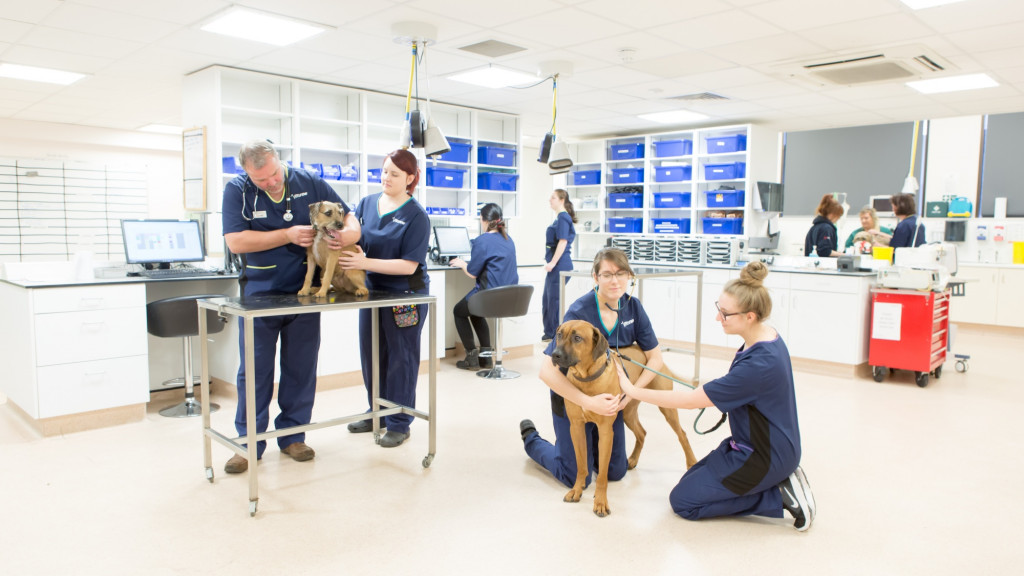 Vets Now Glasgow | 24 Hr Pet Emergency Hospital, Scotland