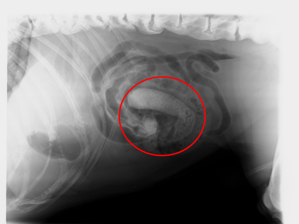Dog Suffers A 'Sand Impaction' After Beach Trip | Vets Now