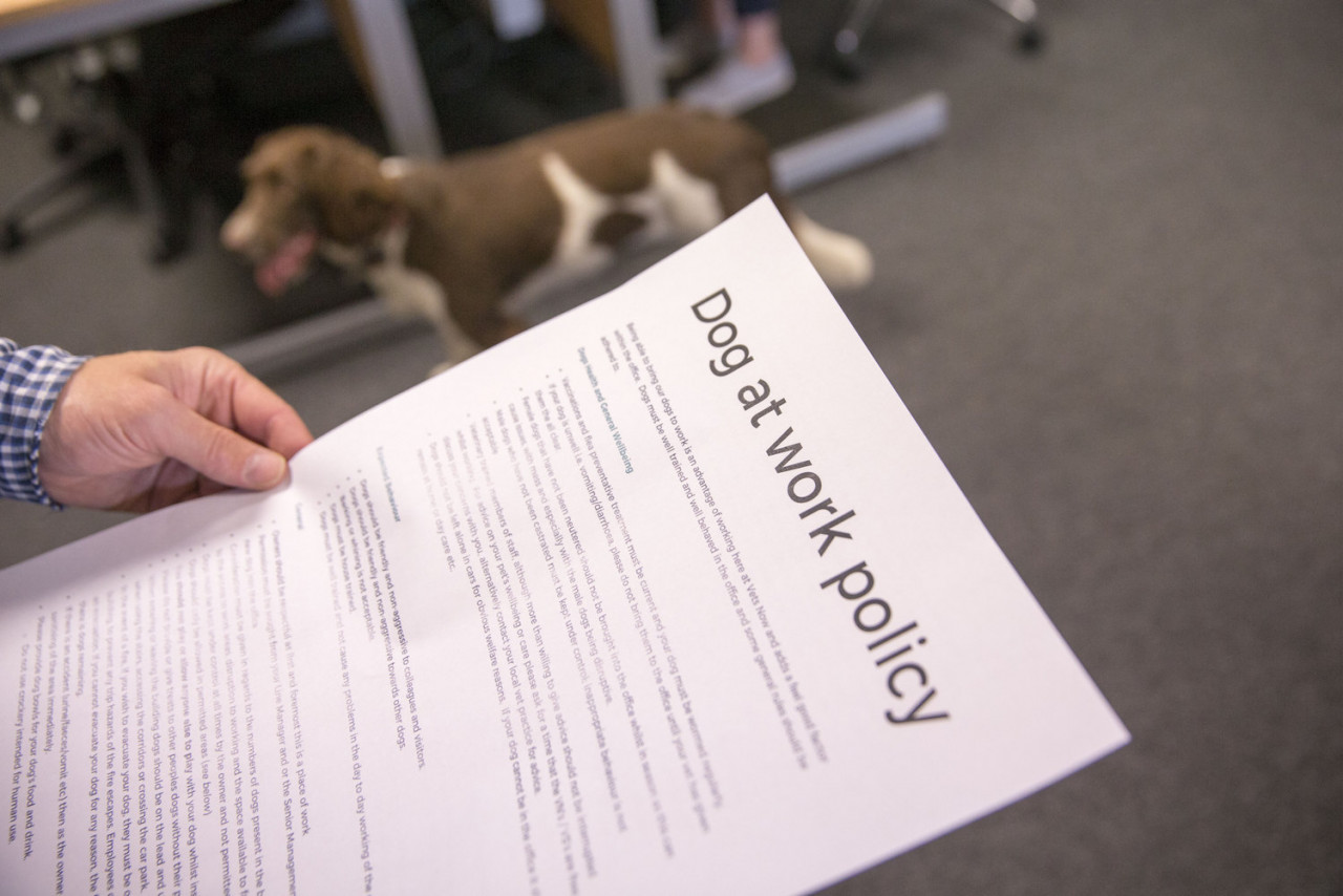 Vets Now | Dogs At Work Policy