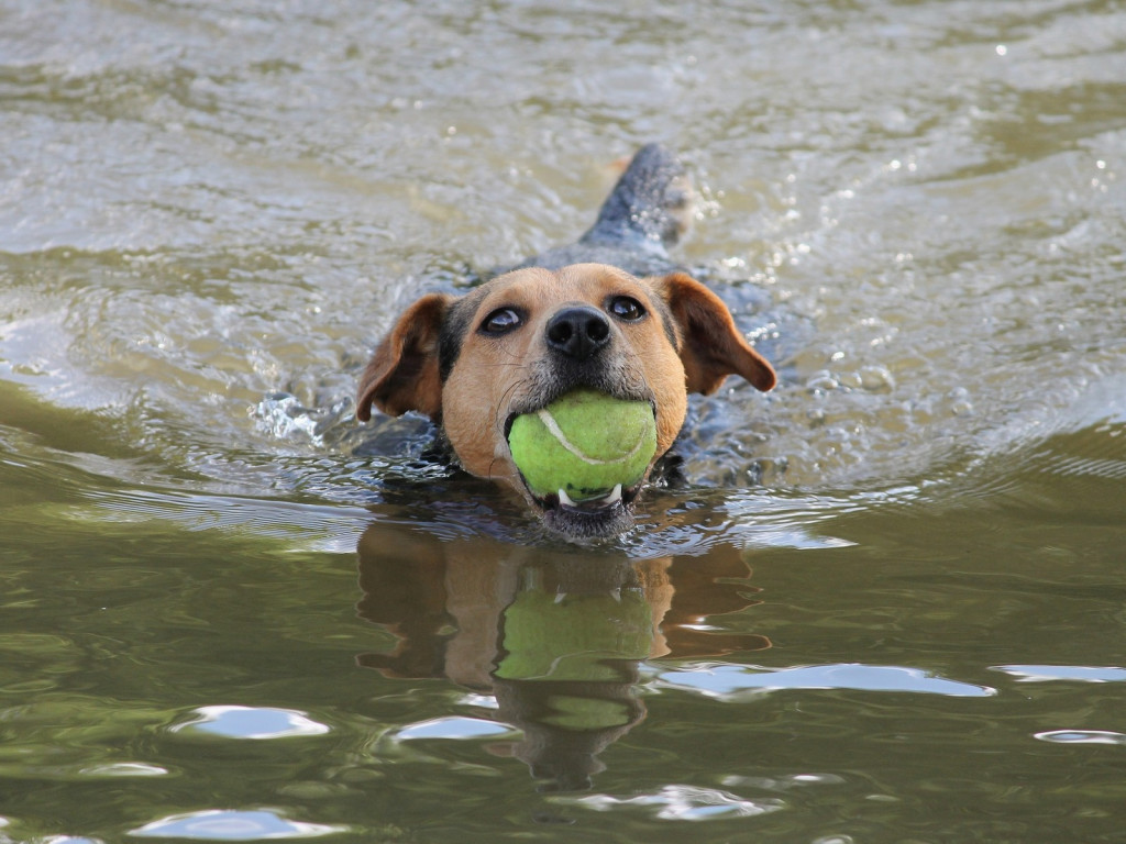 What Is & How Common Is Water Intoxication In Dogs? | Vets Now