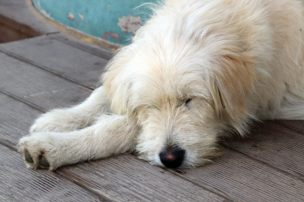 What is colitis in dogs? | Canine colitis advice | Vets Now