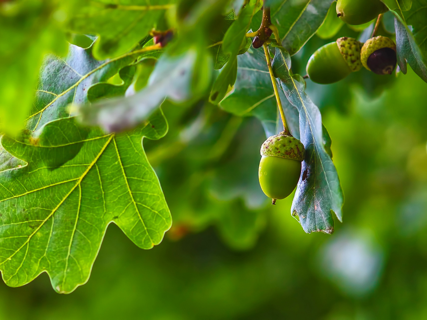 Are Oak Acorns Safe For Dogs To Eat