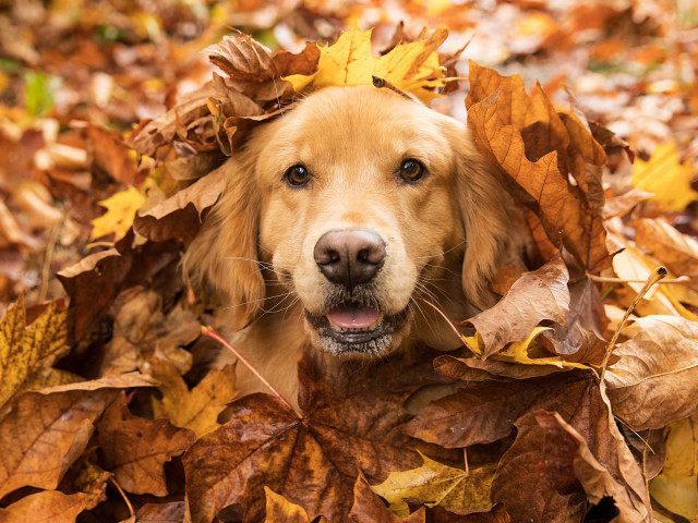 Are acorns poisonous to dogs? | Acorns and Dogs Advice