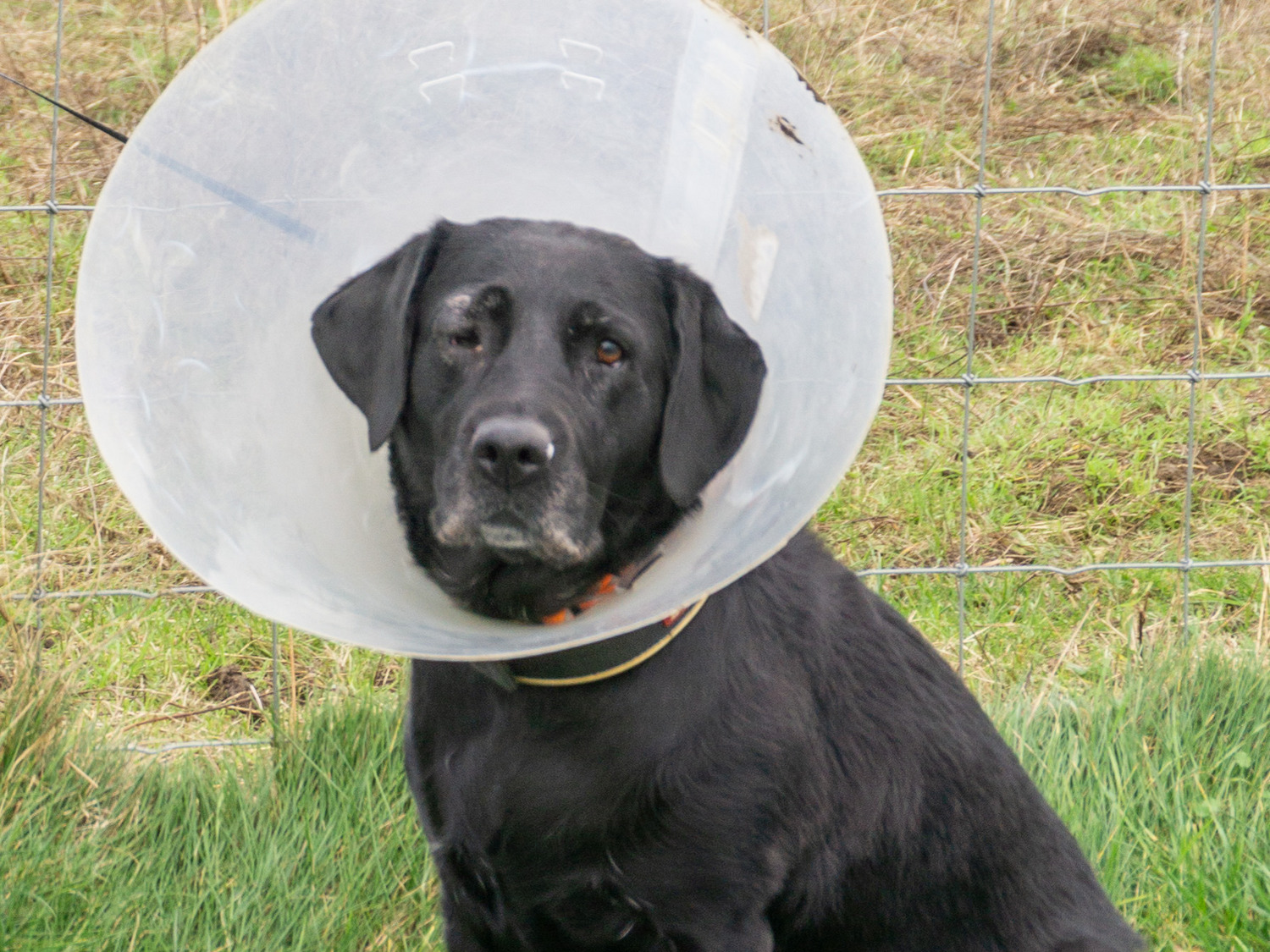 Dog in emergency treatment after impaling eye socket on tree