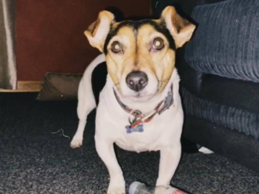 Dog in emergency care after jumping off couch in excitement