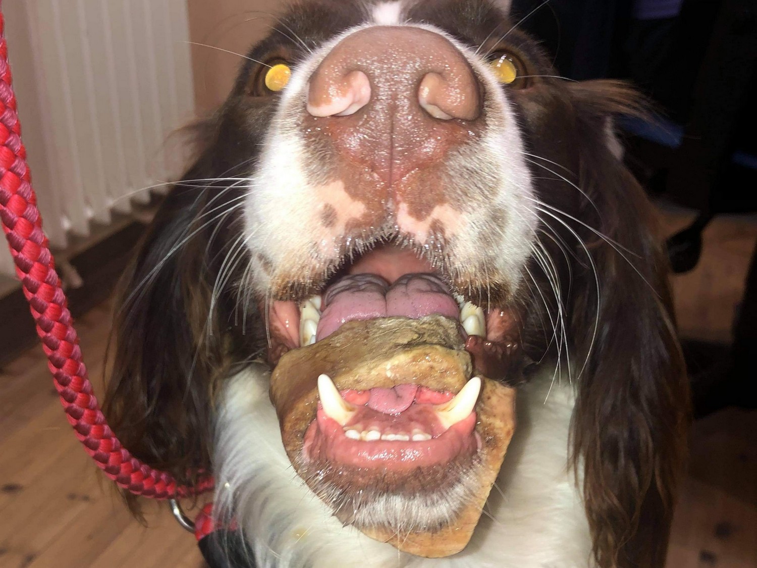 Festive Alert Warning As Dog s Jaw Becomes Trapped In Bone Festive Alert Warning As Dog s Jaw Becomes Trapped In Bone