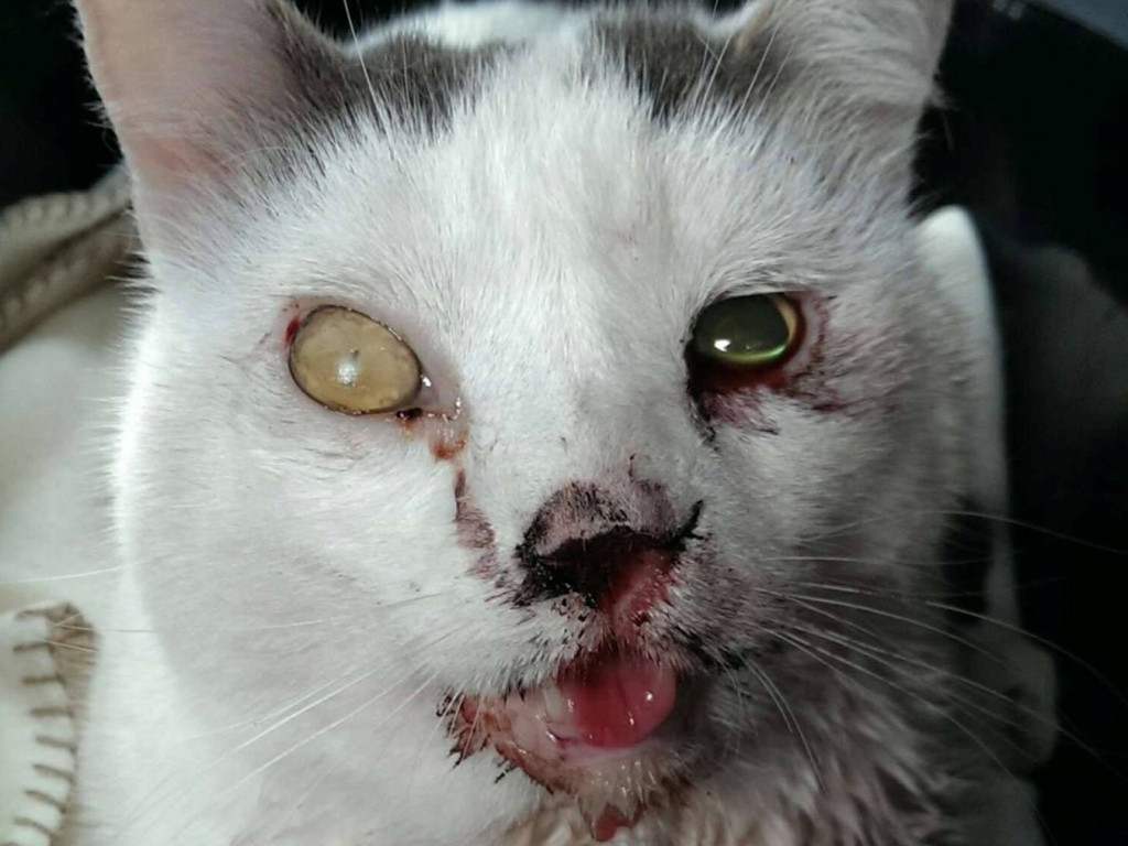 Rescue Cat Who Helped Owner Beat Depression In Car Accident