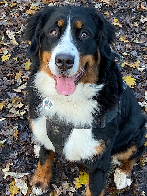 Welcome to the Vets Now Blog - Vets Now