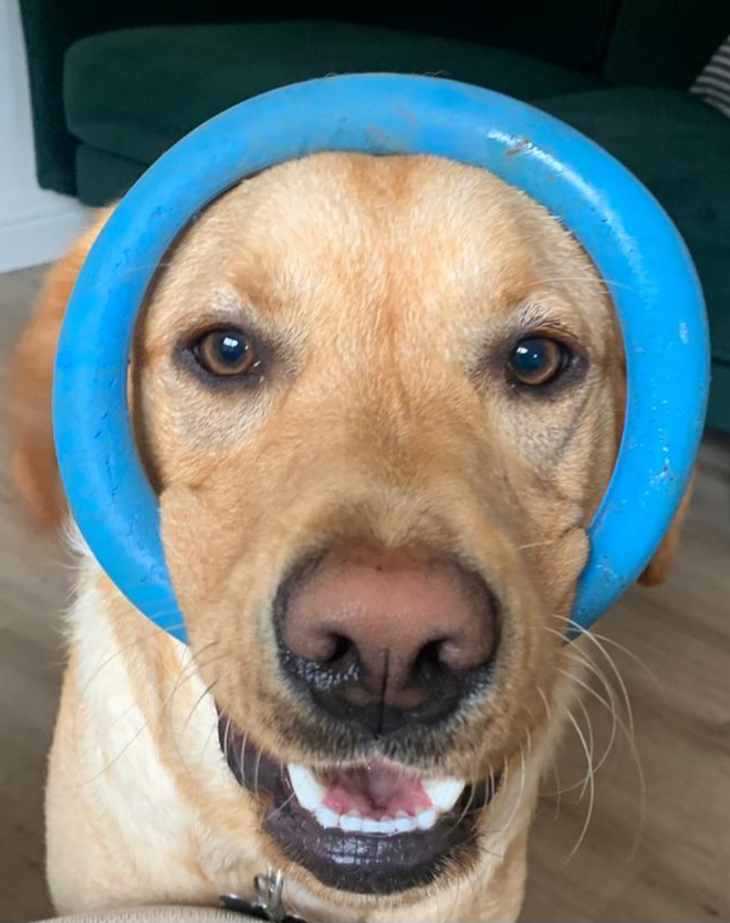 Paco partakes of park snacks, including Vets Now first foam letters ...