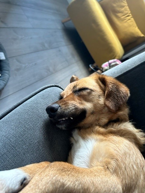 Welcome to the Vets Now Blog - Vets Now