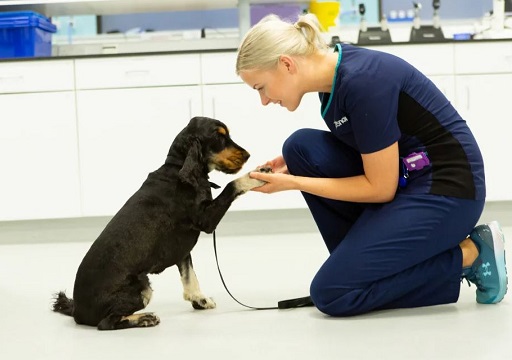 Understanding Addison's Disease in Dogs - Treatment and Care