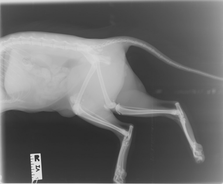 Appa the Cat's Incredible Three-Legged Recovery | Vets Now