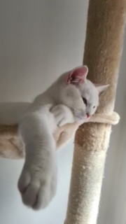 Appa the Cat's Incredible Three-Legged Recovery | Vets Now