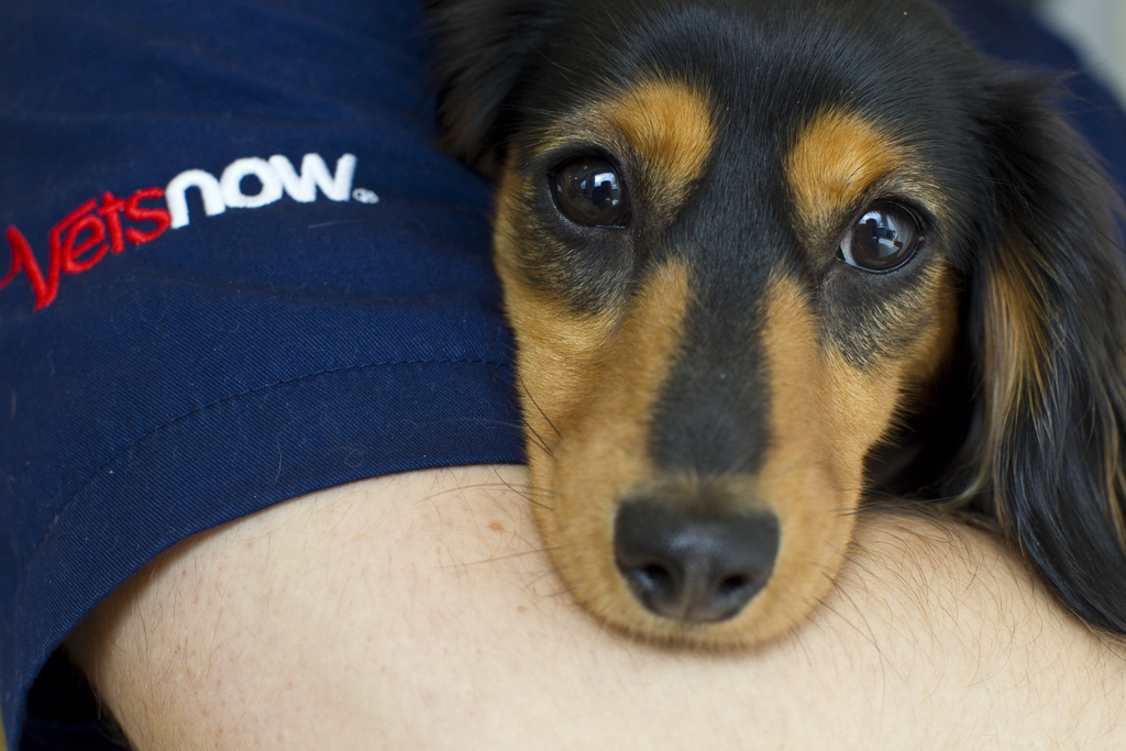 Welcome To Vets Now Customer Hub | Contact Us