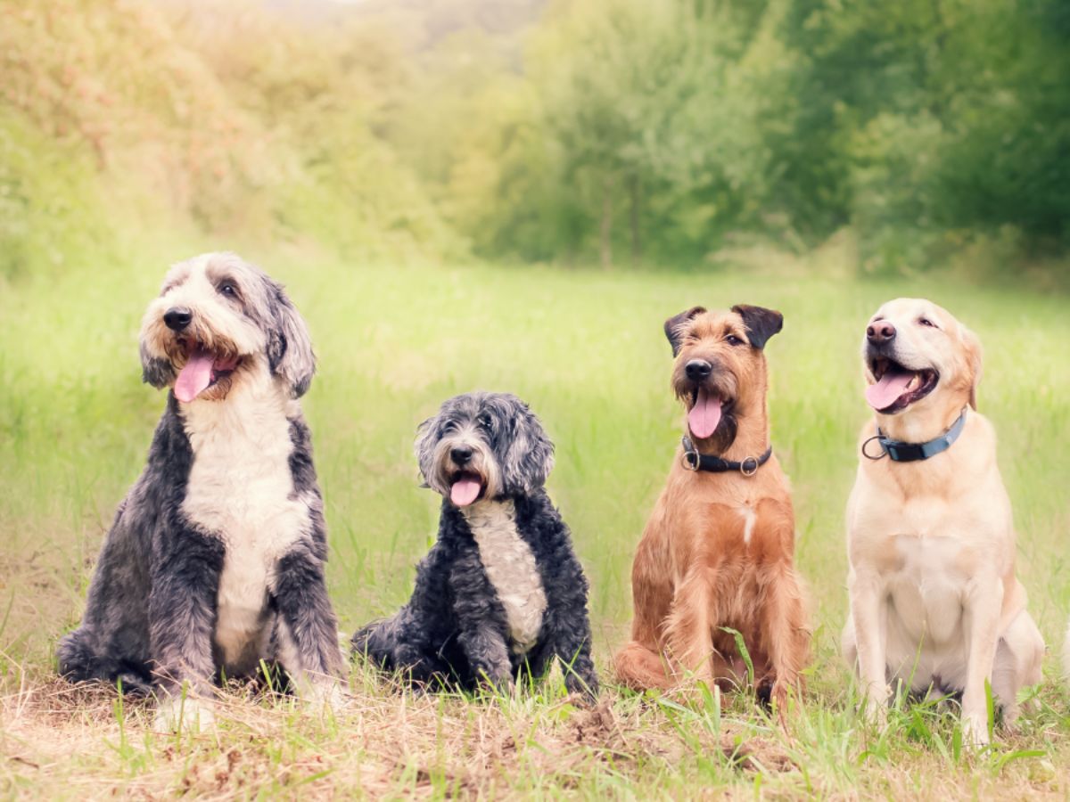 My Dog Keeps Falling Over | Ataxia in Dogs Symptoms