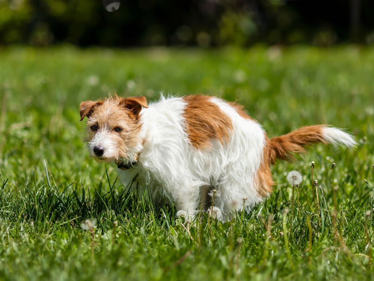 Worms in Dog Poop: How to Spot, Treat, and Prevent Parasites