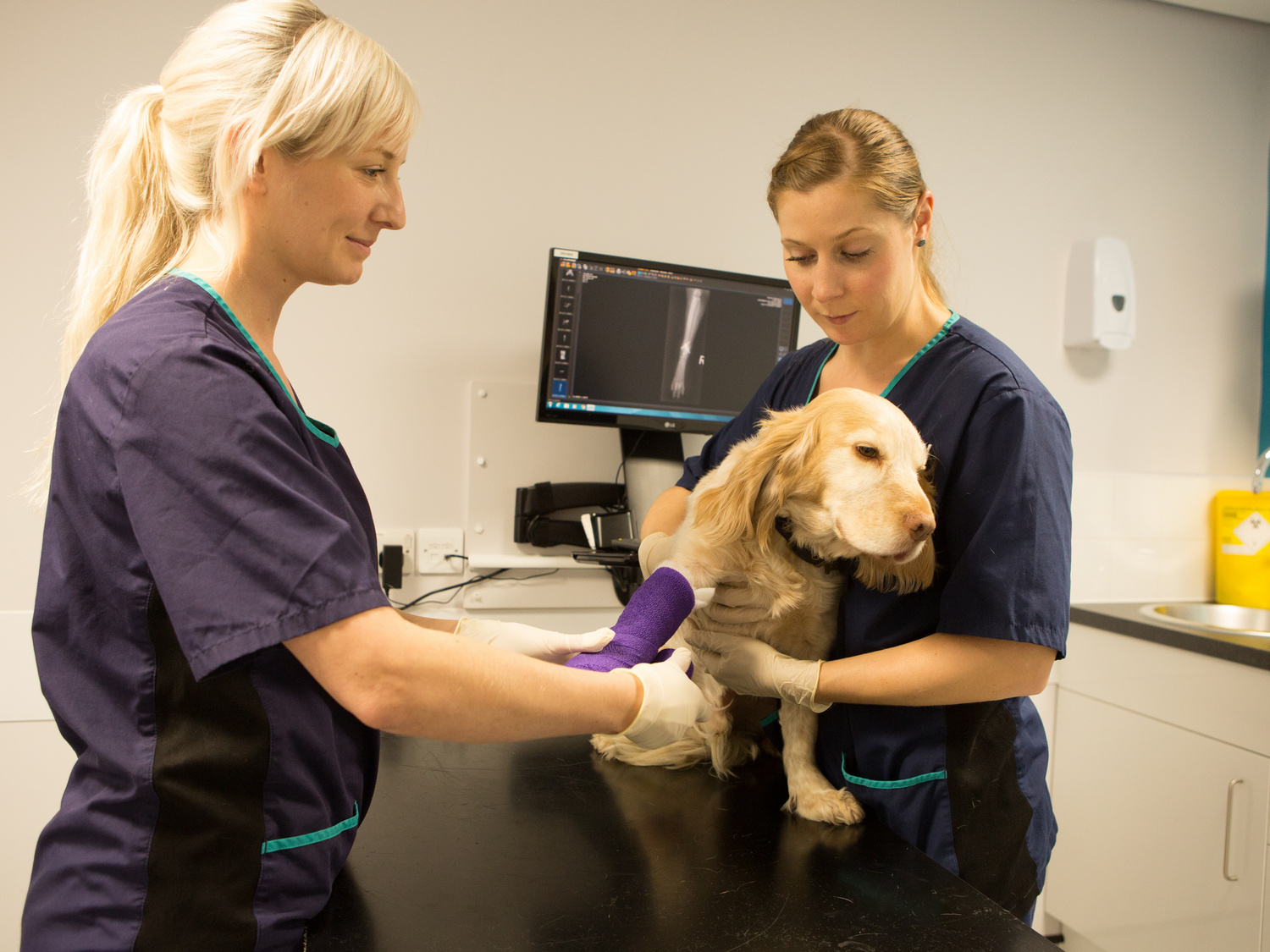 Vet Advice Hub | Pet Care Guides & Online Vet Advice | Vets Now