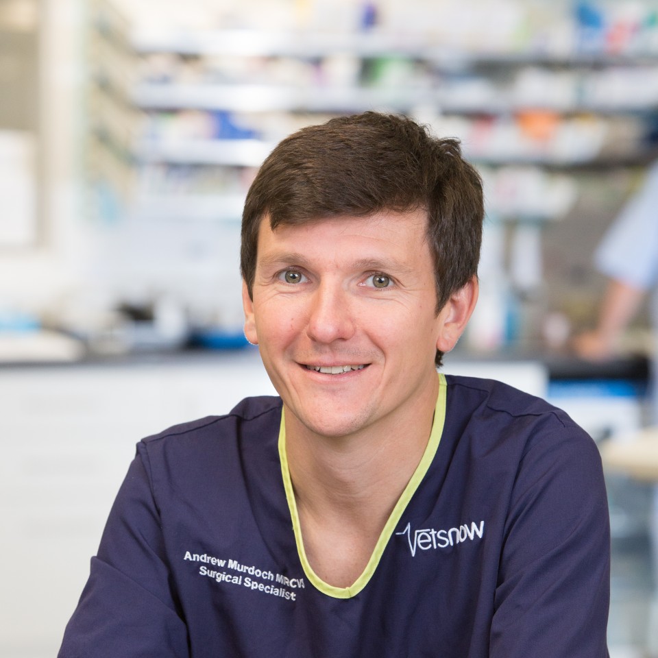 Meet The Team At Manchester's 24/7 Pet Emergency Hospital