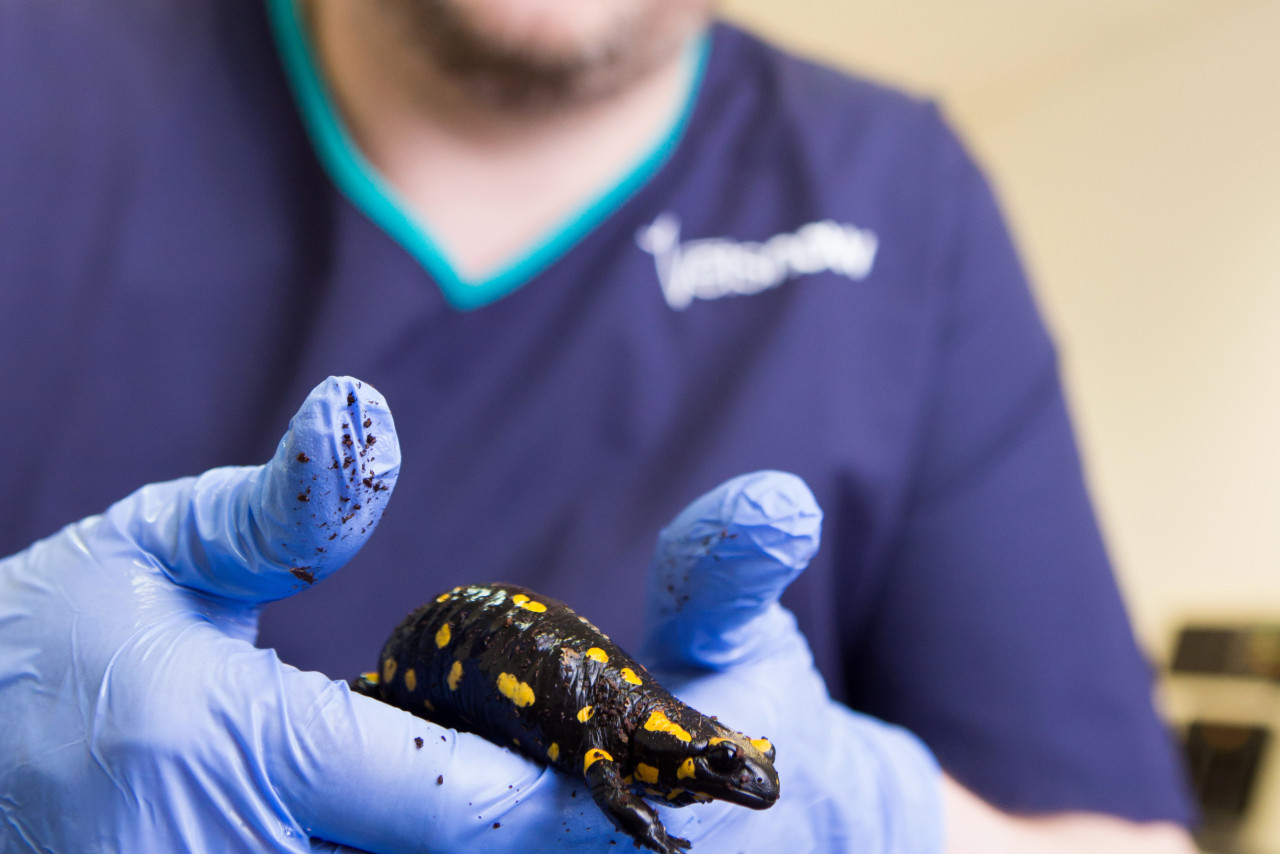 Vets Now Specialist Pet Referral Service Glasgow & Manchester