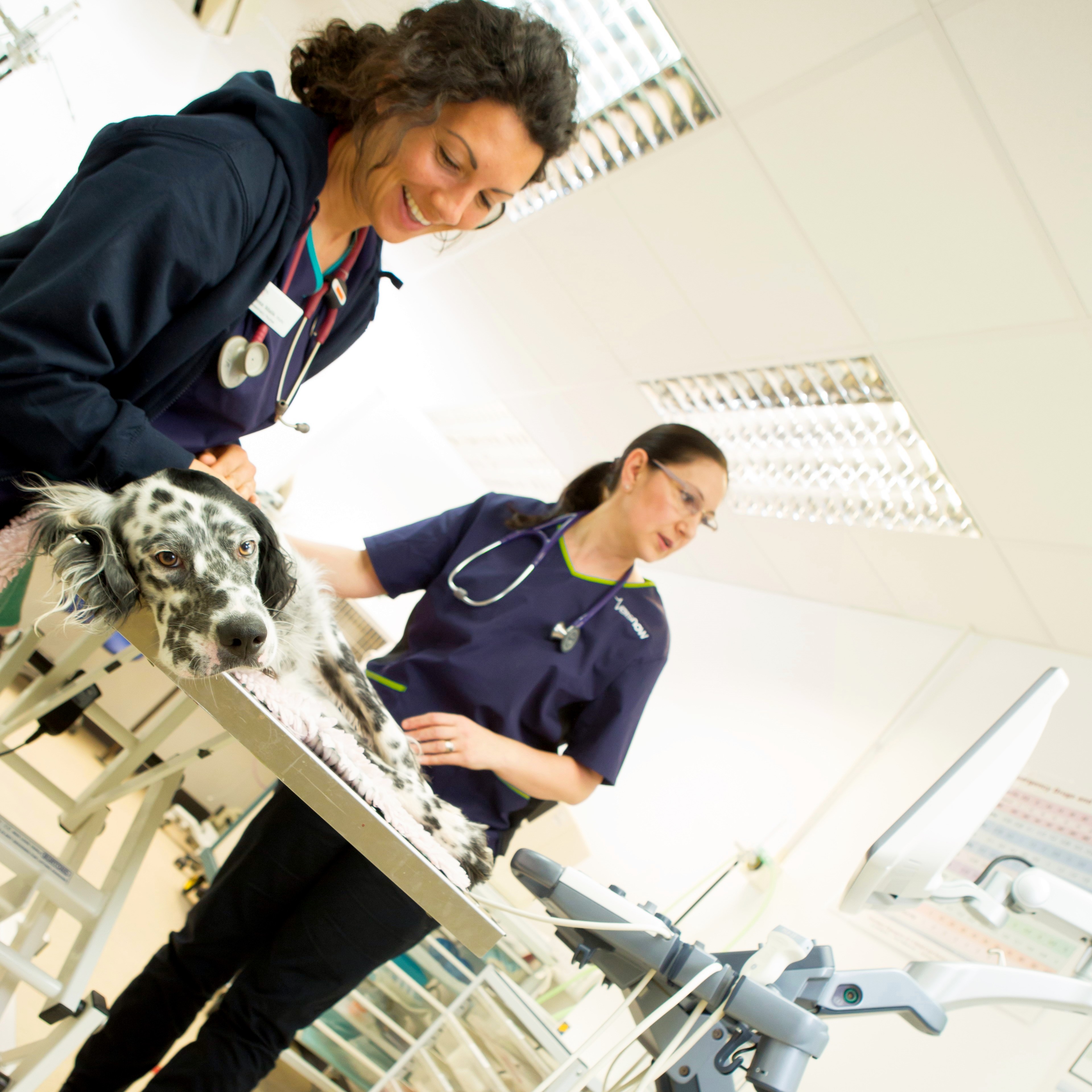 Vets Now Swindon Three New Emergency & Critical Care Vets