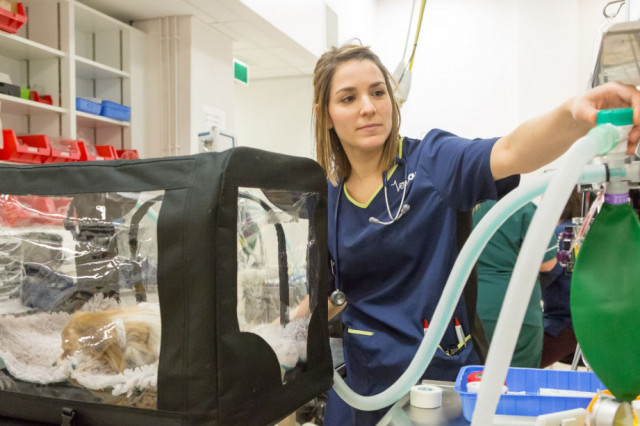 Out-of-hours Emergency, Specialist Referral & CPD | Vets Now