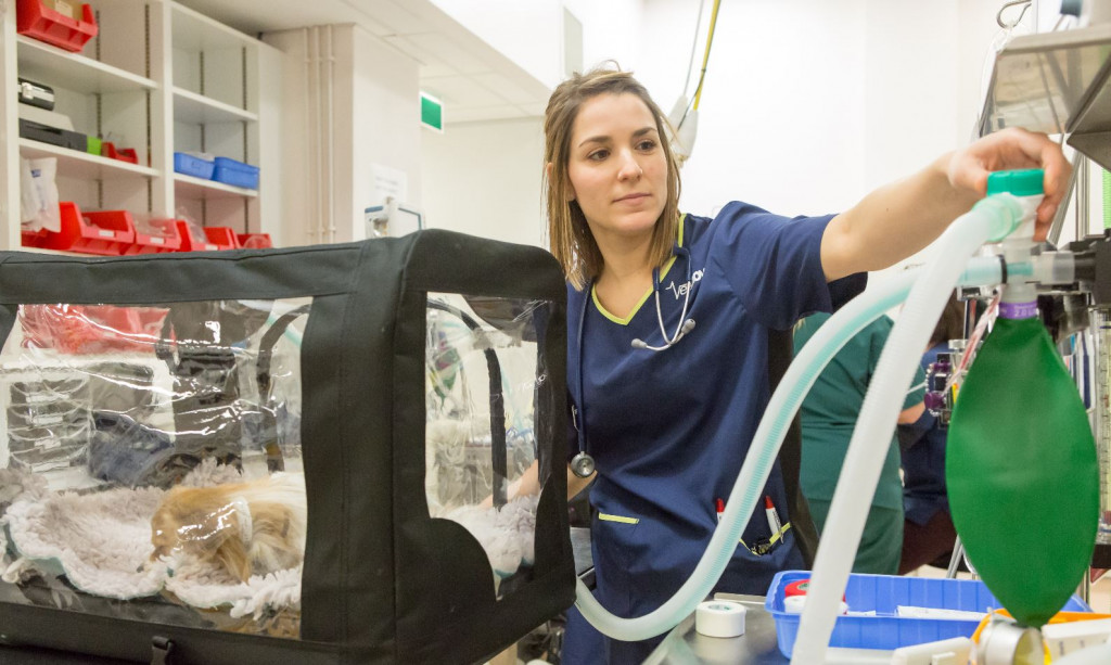 Out-of-hours Emergency, Specialist Referral & CPD | Vets Now