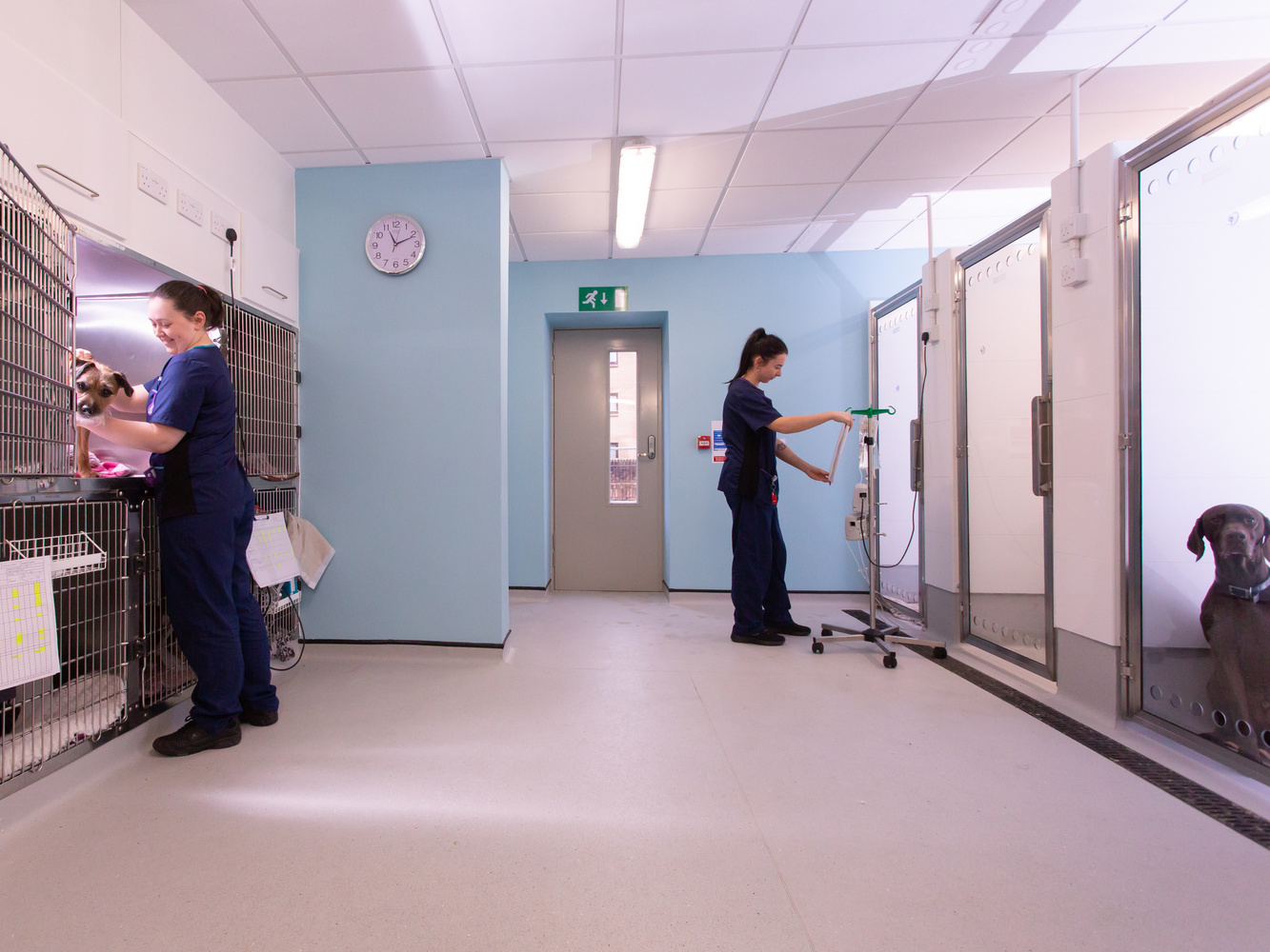 Emergency Out-Of-Hours Vet Care For Veterinary Clinics