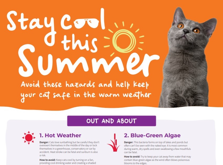 Our Summer Hub for Partner Practices | Vets Now Professionals