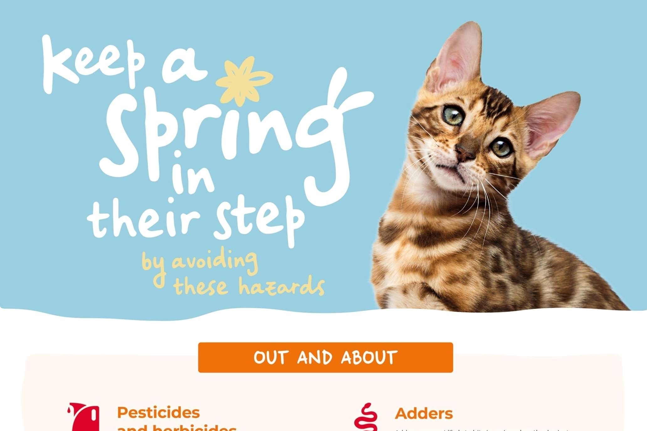 Our Spring Hub for Partner Practices | Vets Now Professionals