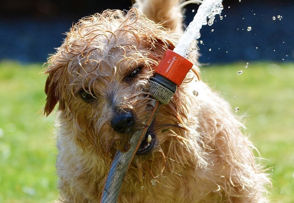 Our Summer Hub for Partner Practices | Vets Now Professionals