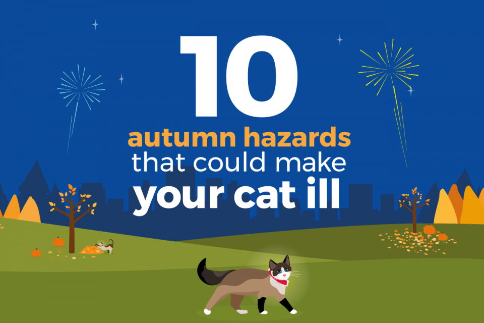 Autumn Pet Emergencies | Save Our Number To Call In A Pet Emergency